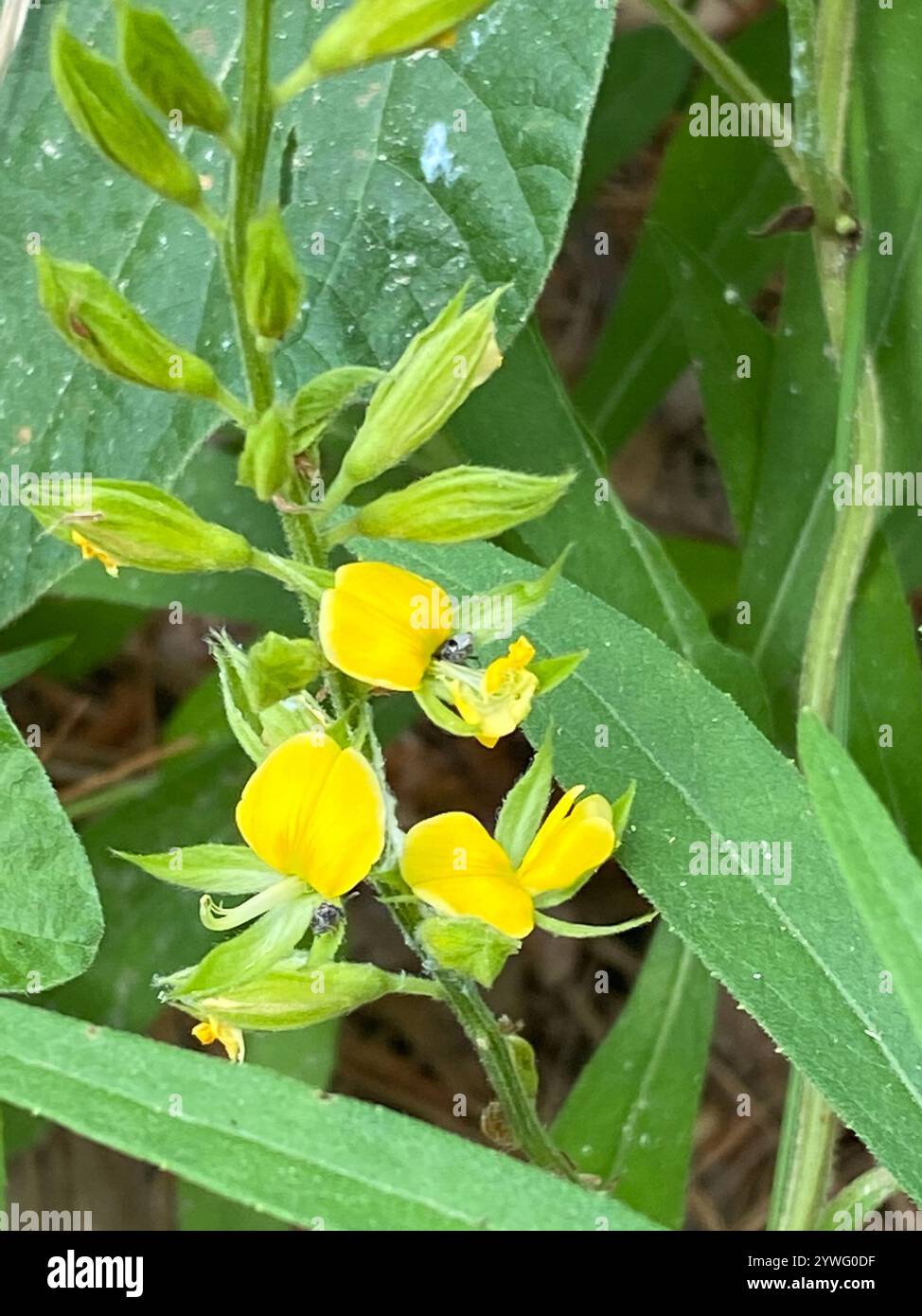 Rhynchosia latifolia hi-res stock photography and images - Alamy