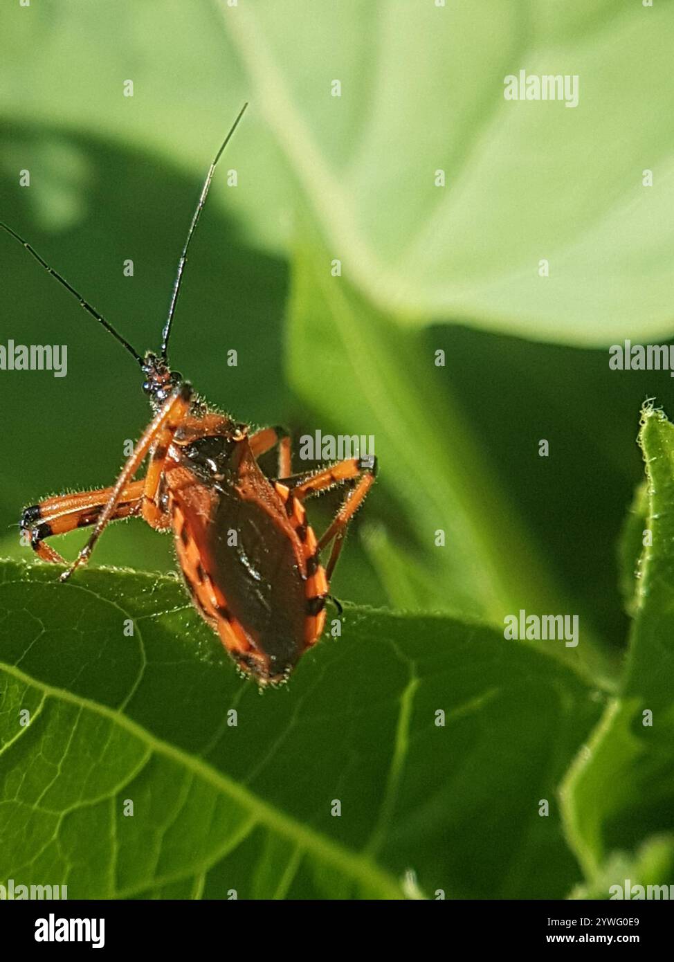 Flower Assassin Bugs (Rhynocoris Stock Photo - Alamy