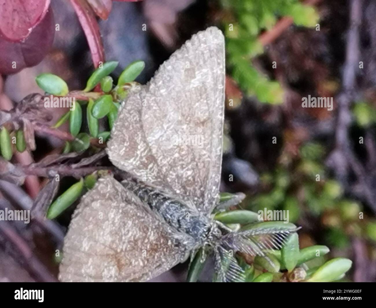 Common Heath (Ematurga atomaria Stock Photo - Alamy