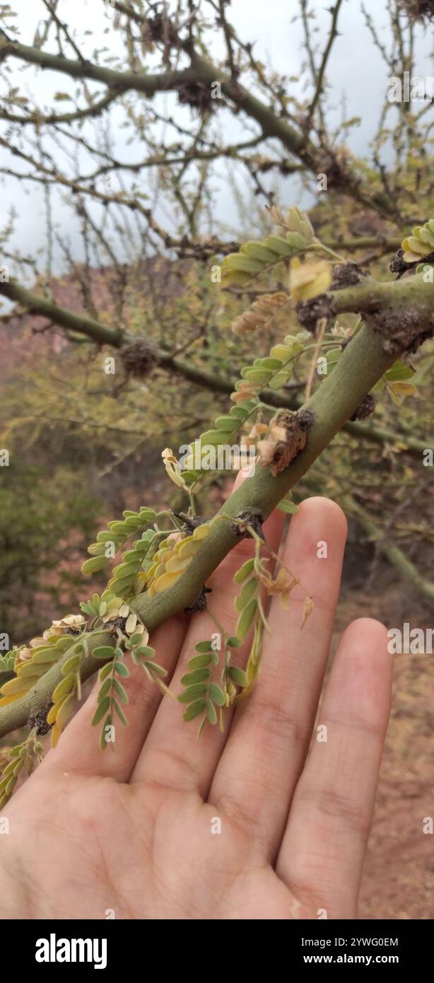 palo brea (Parkinsonia praecox Stock Photo - Alamy
