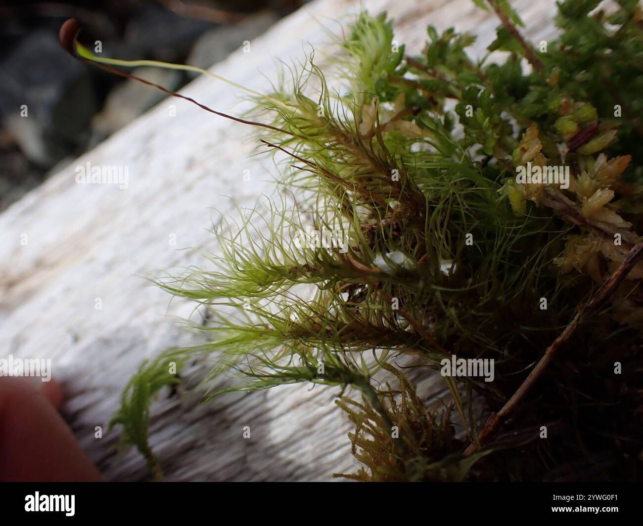 Greater Fork-moss (Dicranum majus Stock Photo - Alamy