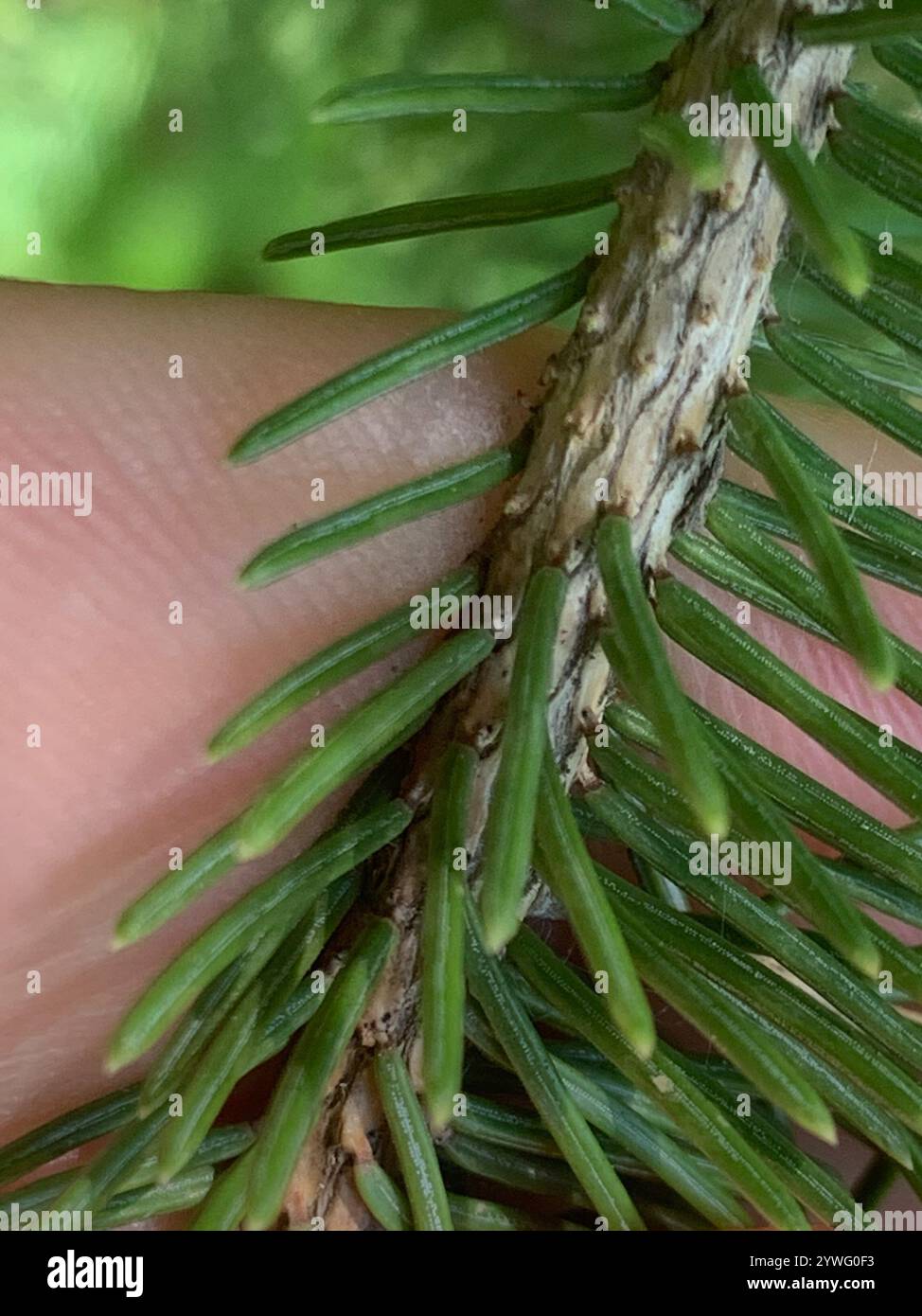 white spruce (Picea glauca Stock Photo - Alamy