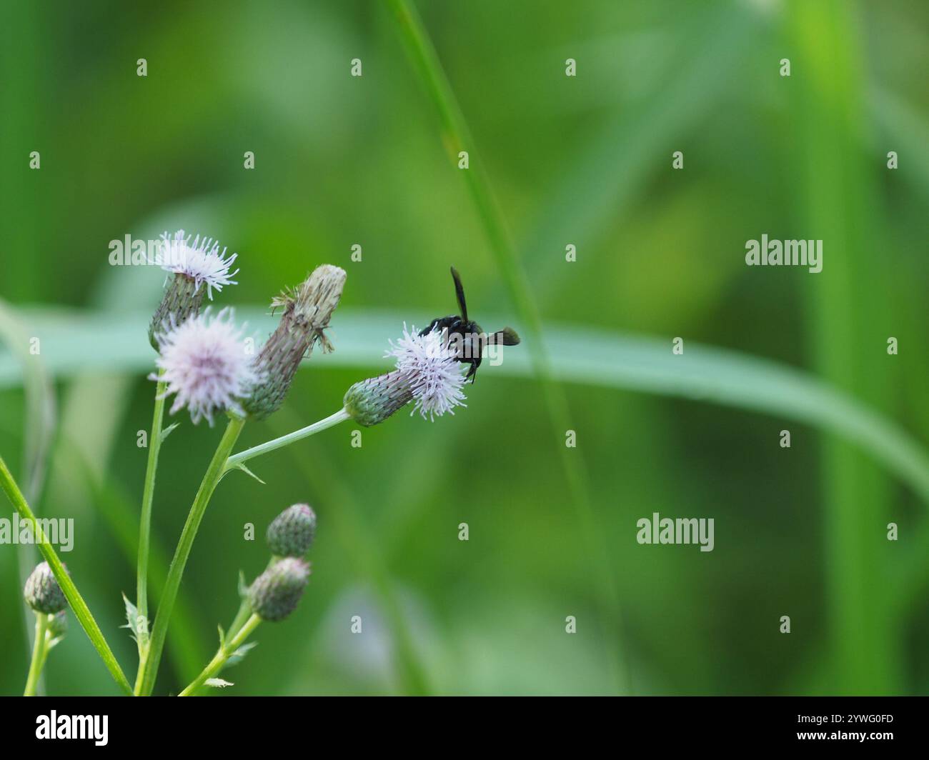 Carpenter-mimic Leafcutter Bee (Megachile xylocopoides Stock Photo - Alamy