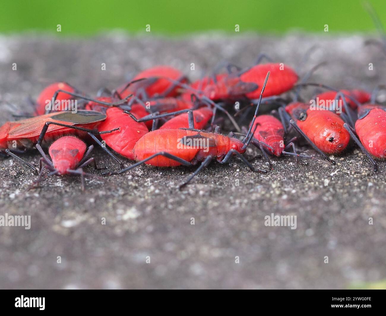 Old World Soapberry Bugs (Leptocoris Stock Photo - Alamy
