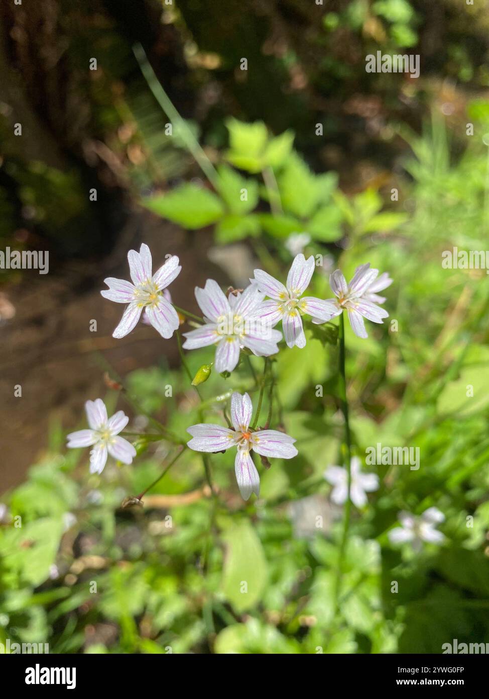 Candy Flower (Claytonia sibirica Stock Photo - Alamy