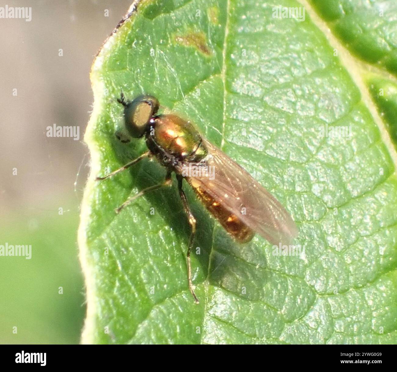 Chloromyia formosa hi-res stock photography and images - Alamy