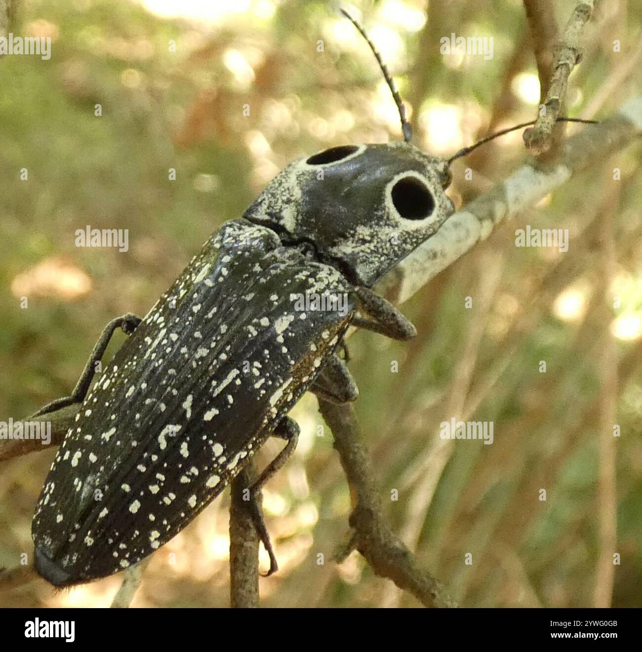 Eastern Eyed Click Beetle (Alaus oculatus Stock Photo - Alamy