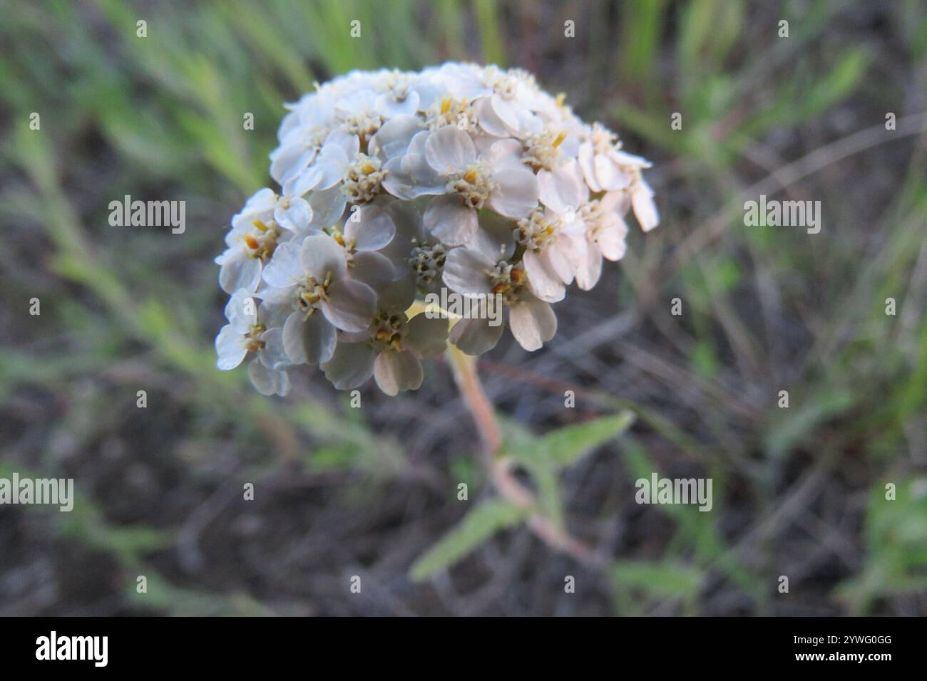 common yarrow (Achillea millefolium Stock Photo - Alamy