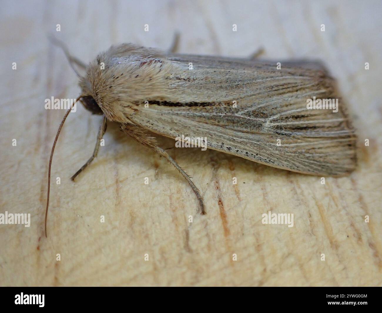 Shoulder striped wainscot hi-res stock photography and images - Alamy