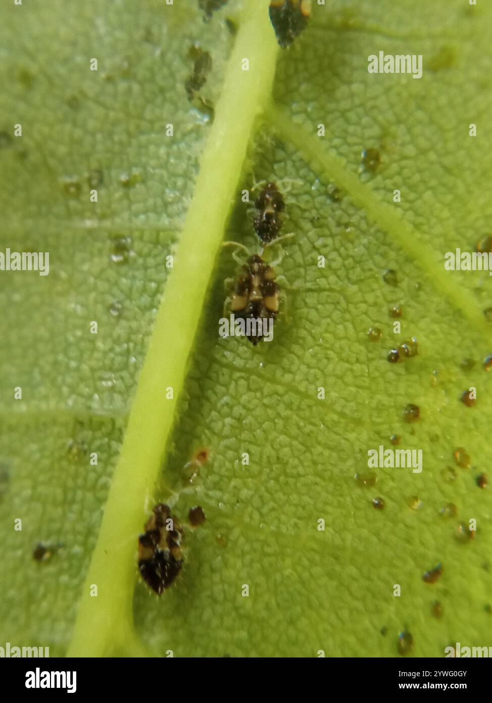 Eastern Sycamore Lace Bug (Corythucha ciliata Stock Photo - Alamy
