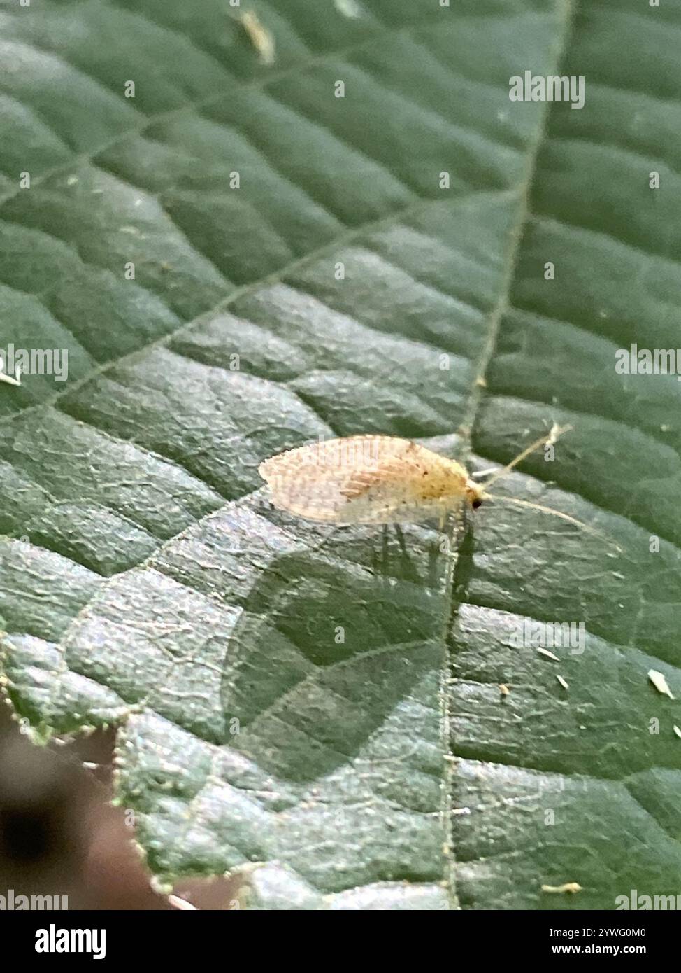 Humulin Brown Lacewing (Hemerobius humulinus Stock Photo - Alamy