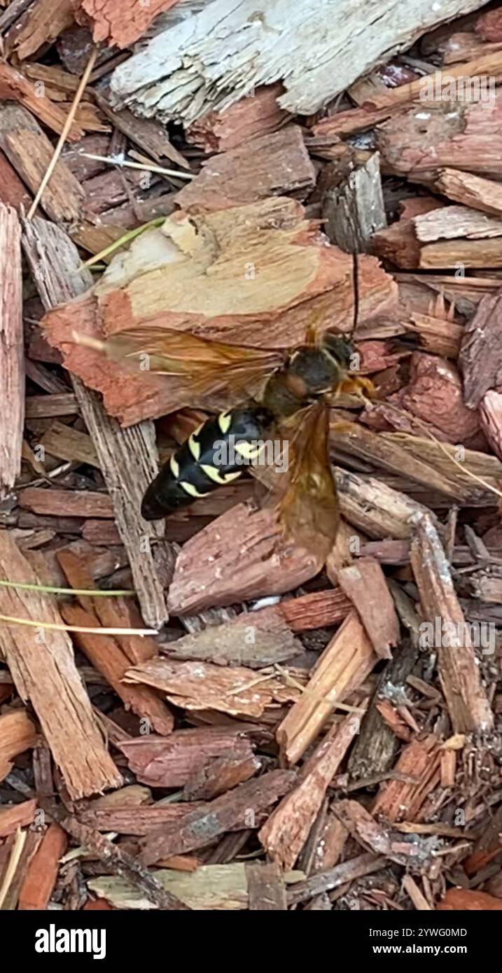 Eastern Cicada-killer Wasp (Sphecius speciosus Stock Photo - Alamy