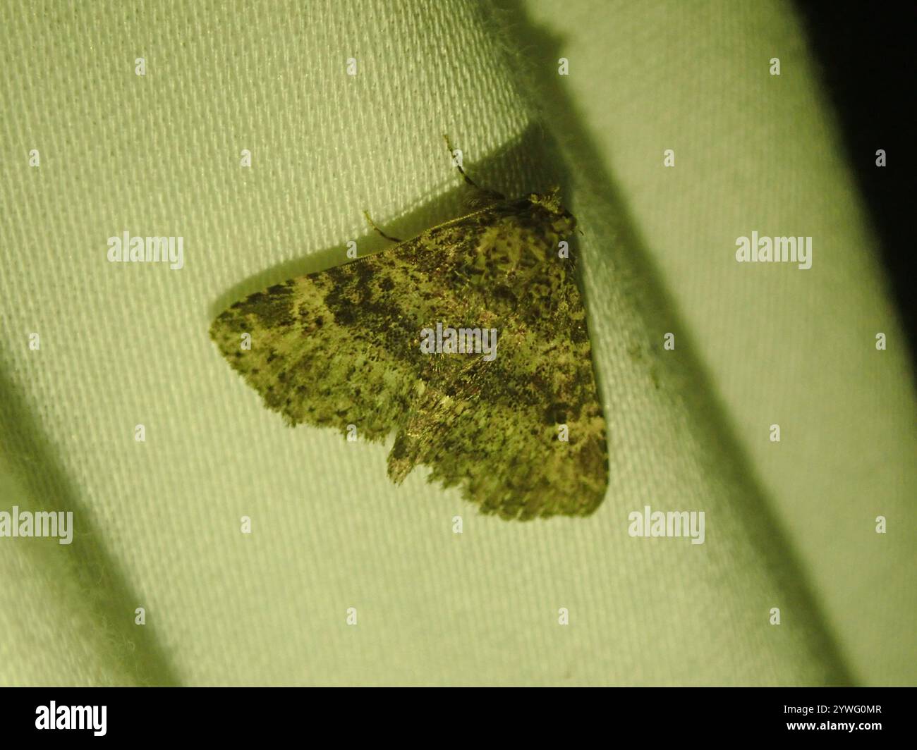 Common Fungus Moth (Metalectra discalis Stock Photo - Alamy