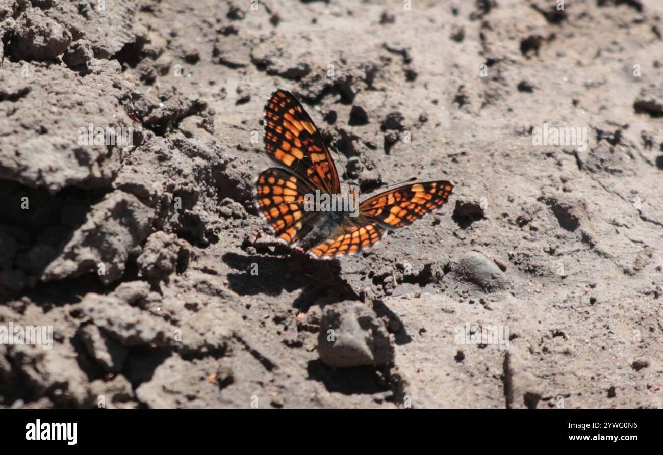 Northern Checkerspot (Chlosyne palla Stock Photo - Alamy