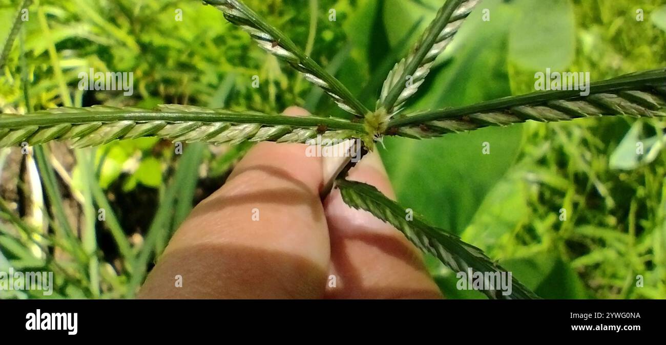 Goose Grass (Eleusine indica Stock Photo - Alamy