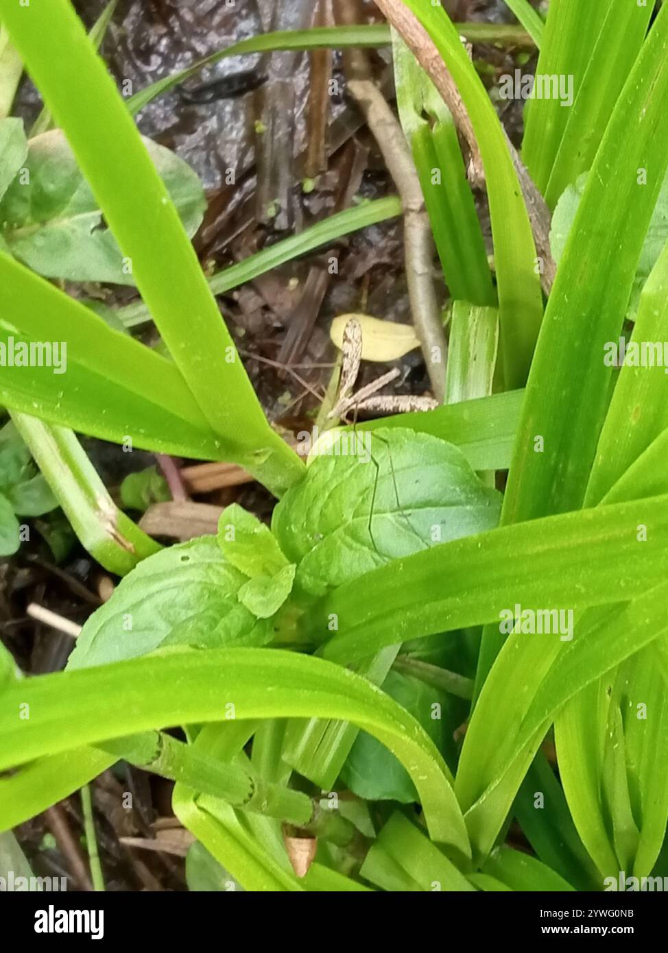 Typical Crane Flies (Tipuloidea Stock Photo - Alamy