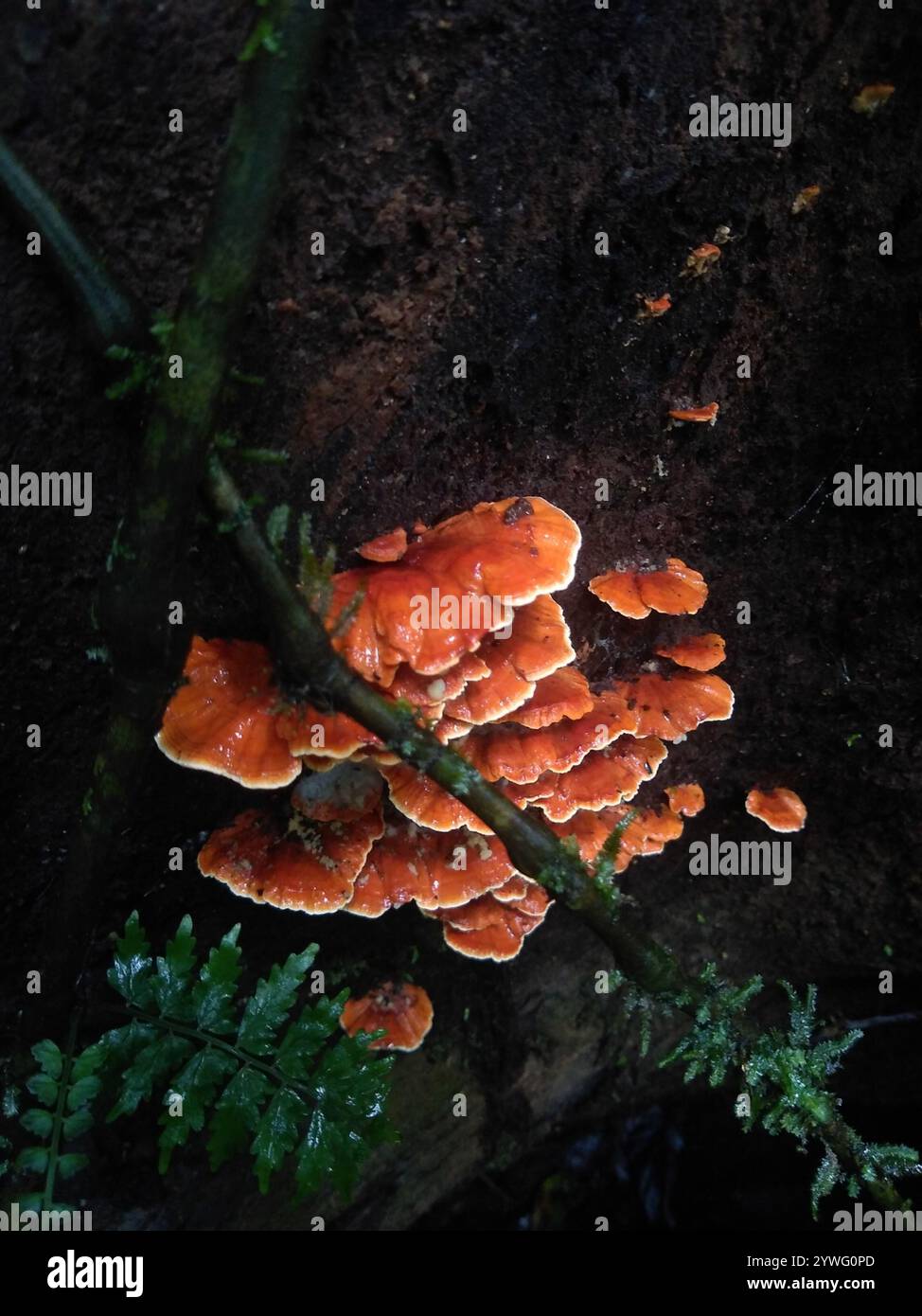 Cerrena hi-res stock photography and images - Alamy