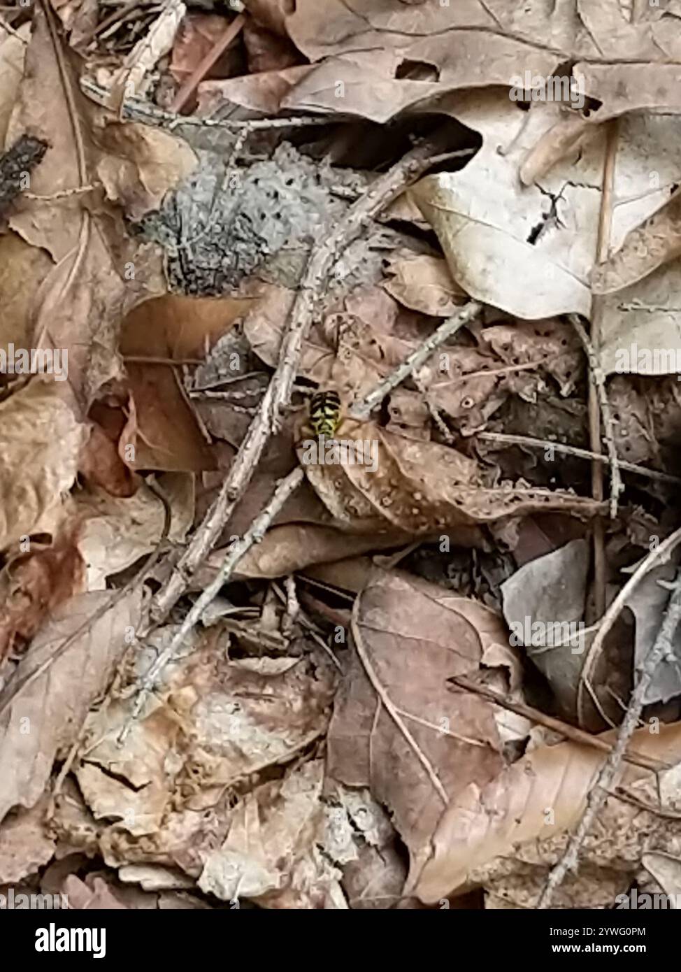 chestnut bark borer (Strophiona nitens Stock Photo - Alamy