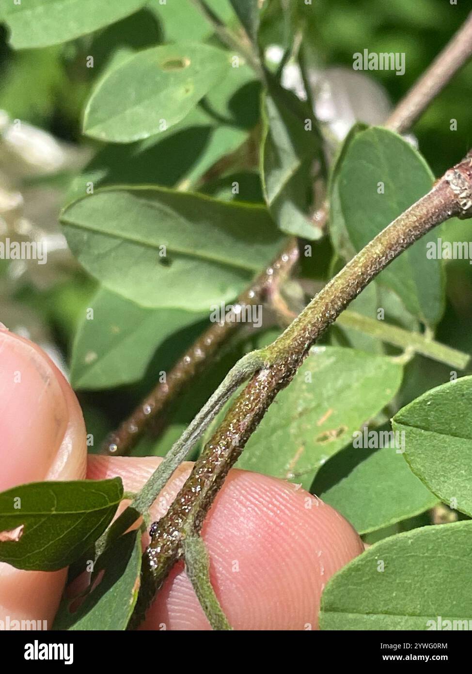 Clammy locust hi-res stock photography and images - Alamy