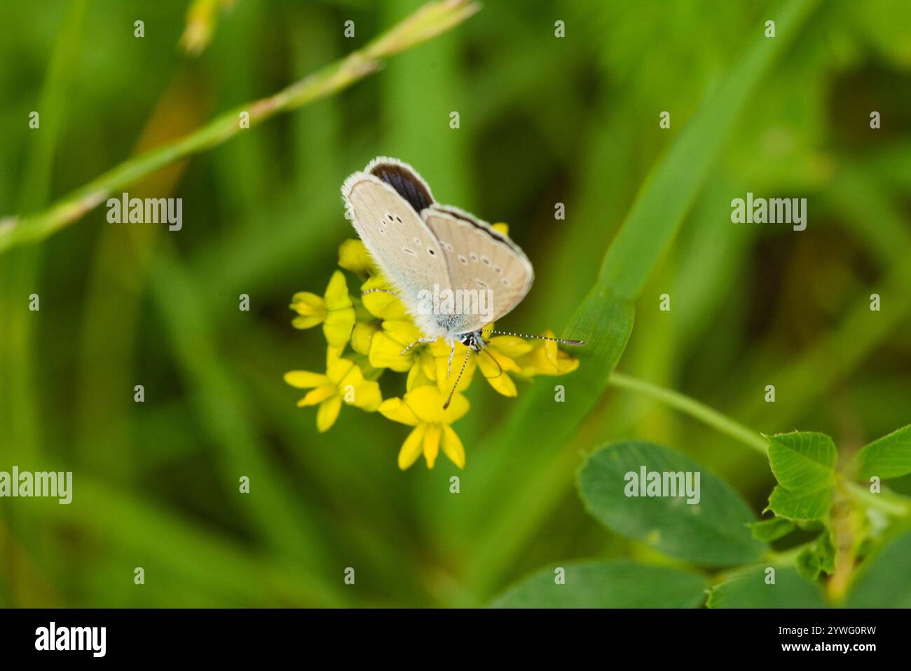 Mazarine Blue (Cyaniris semiargus Stock Photo - Alamy