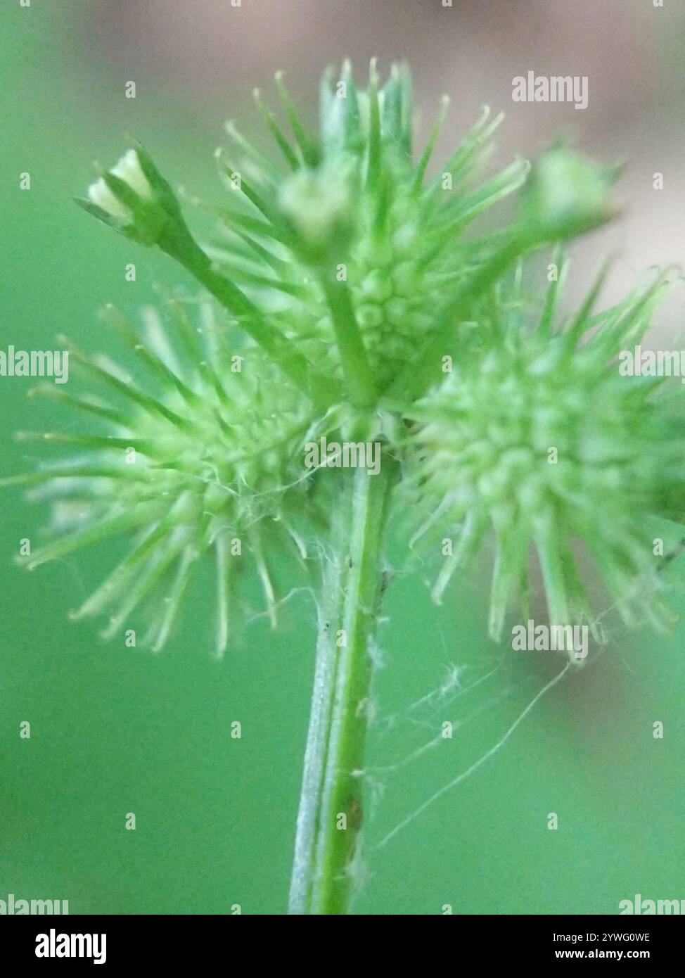 large-fruited sanicle (Sanicula trifoliata Stock Photo - Alamy