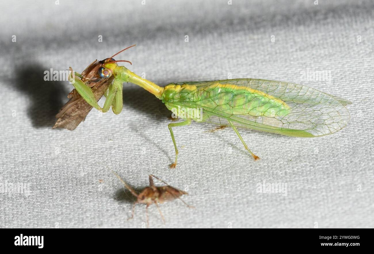 Green Mantidfly (Zeugomantispa minuta Stock Photo - Alamy