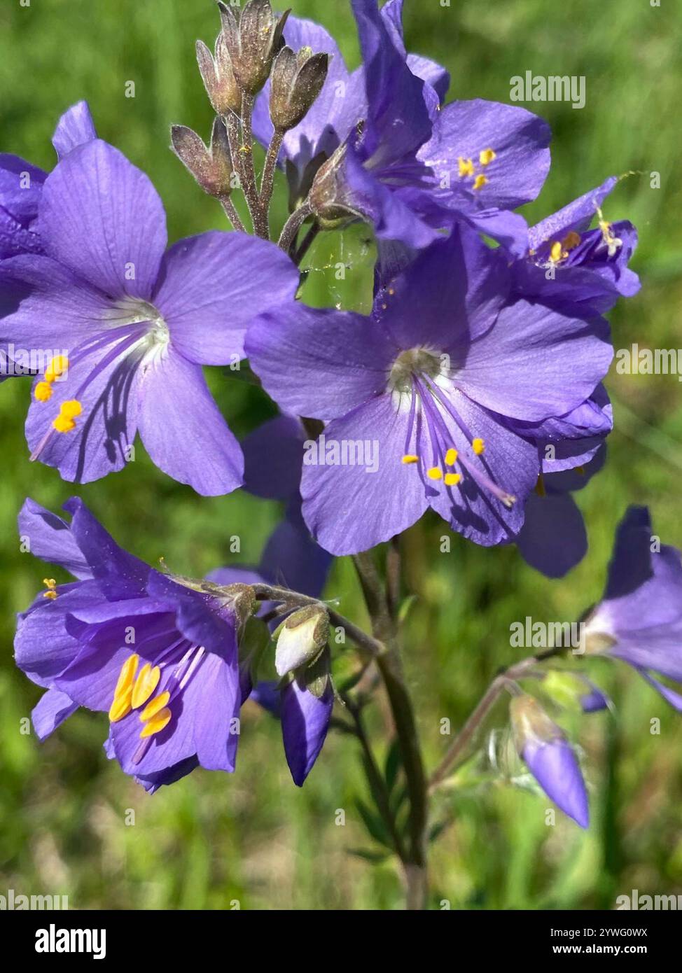 Blue Jacob's Ladder (Polemonium caeruleum Stock Photo - Alamy