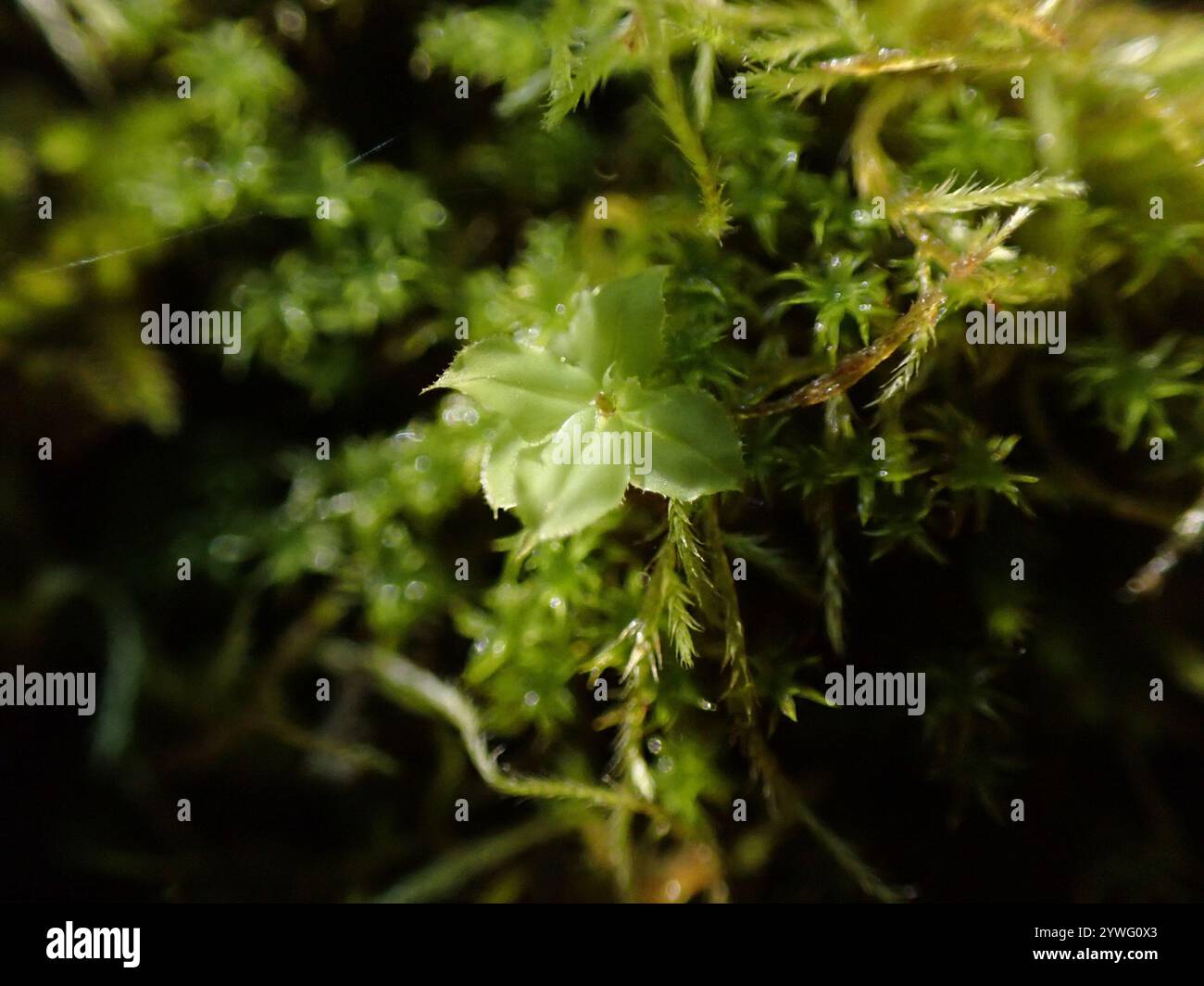magnificent leafy moss (Plagiomnium venustum Stock Photo - Alamy