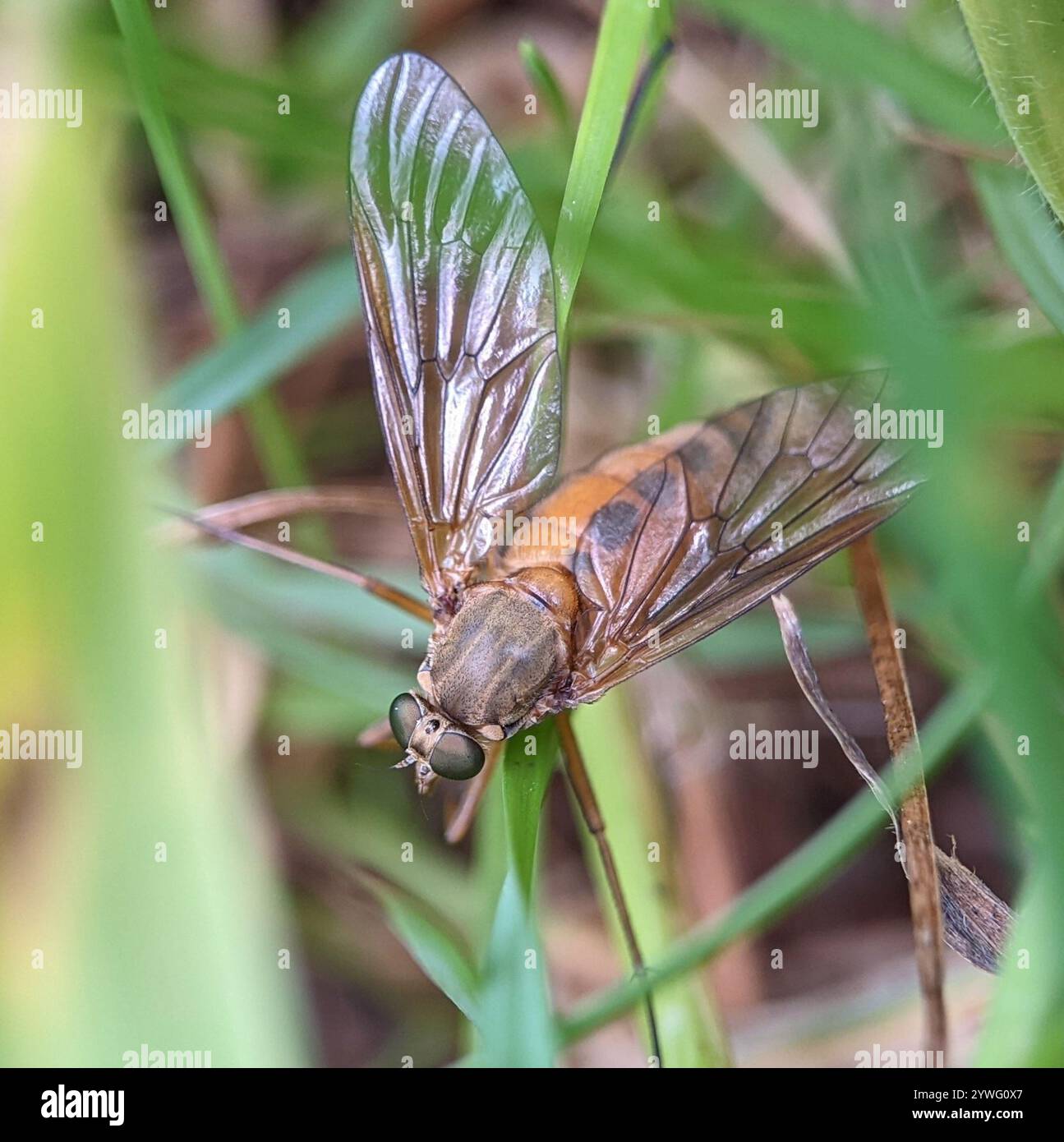 Rhagio tringarius hi-res stock photography and images - Alamy