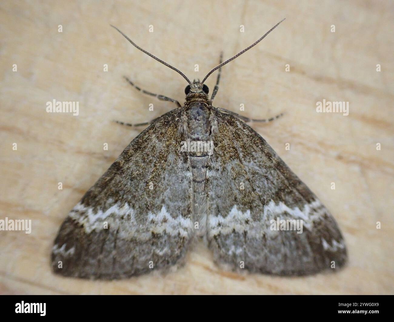 Small Rivulet (Perizoma alchemillata Stock Photo - Alamy