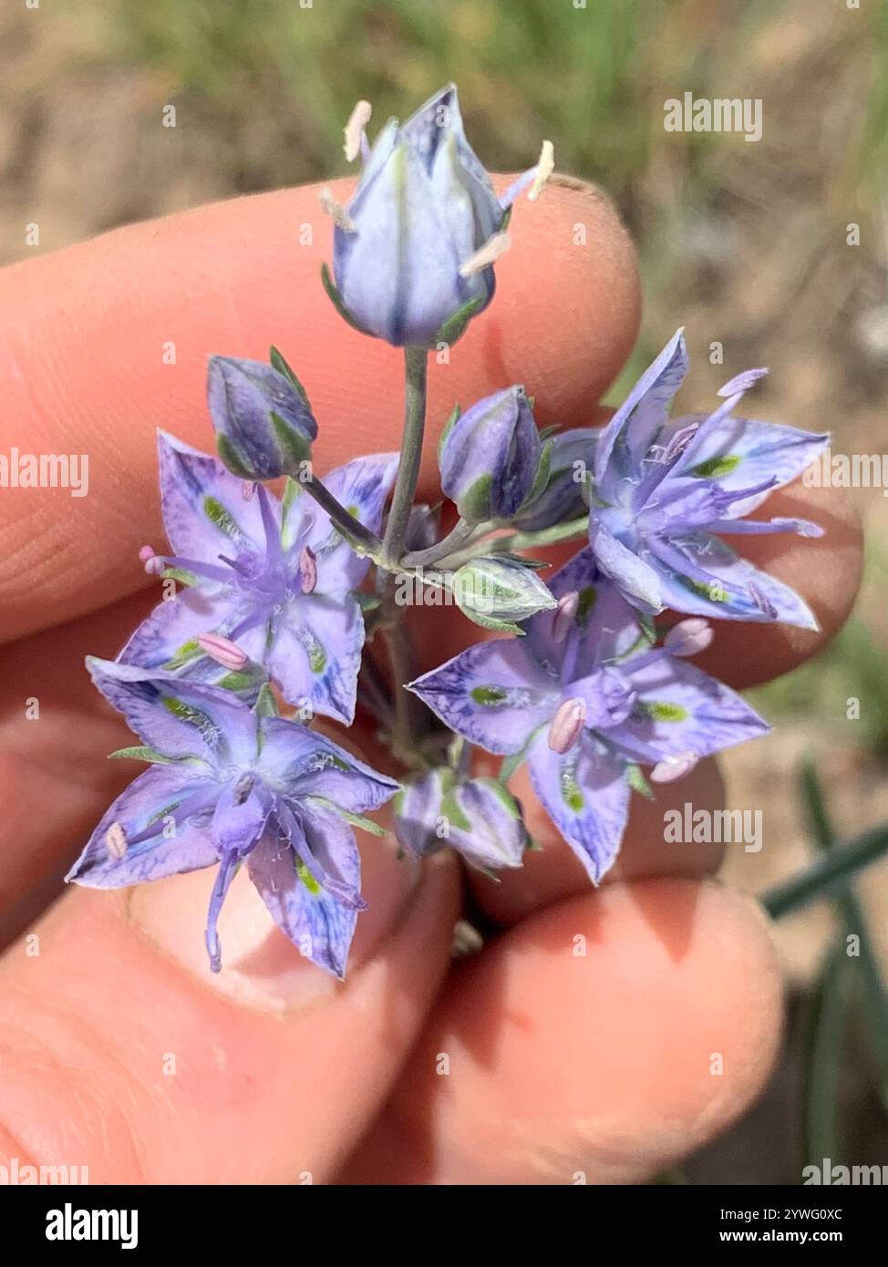 whitestem frasera (Frasera albicaulis Stock Photo - Alamy
