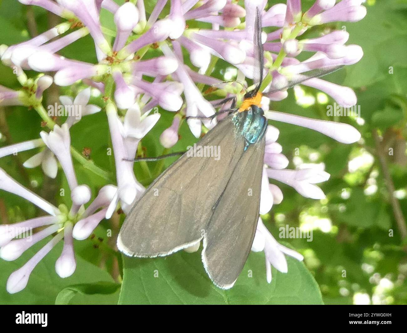 Virginia Ctenucha Moth (Ctenucha virginica Stock Photo - Alamy