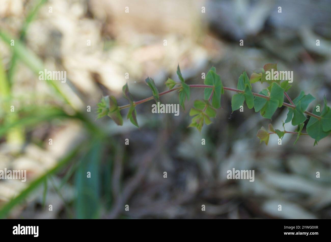 spiny bush-pea (Pultenaea spinosa Stock Photo - Alamy