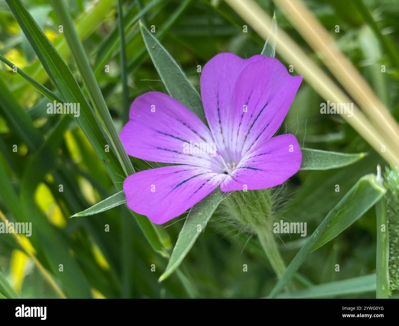 corn cockle (Agrostemma githago Stock Photo - Alamy
