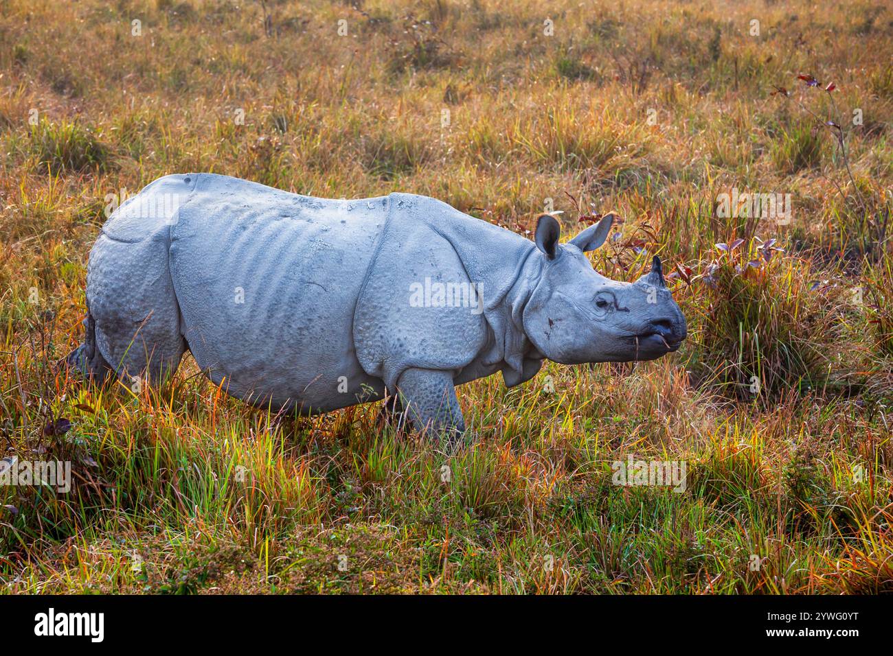 Indian Rhinoceros in Kaziranga National Park, Assam, India Stock Photo ...