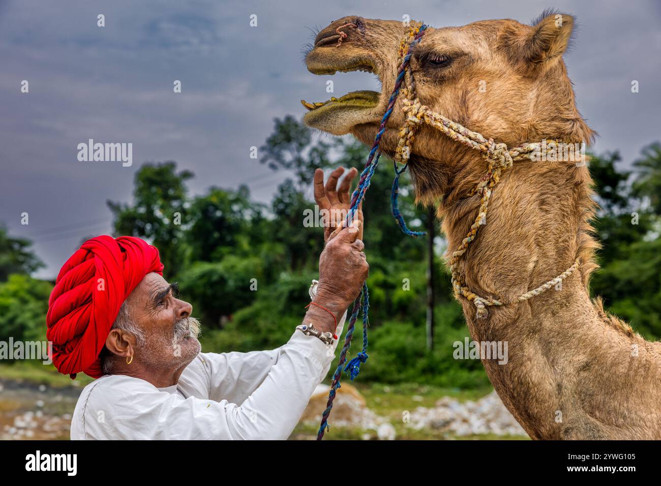 Portrait of a Rabari herder, Gujarat, India Stock Photo - Alamy