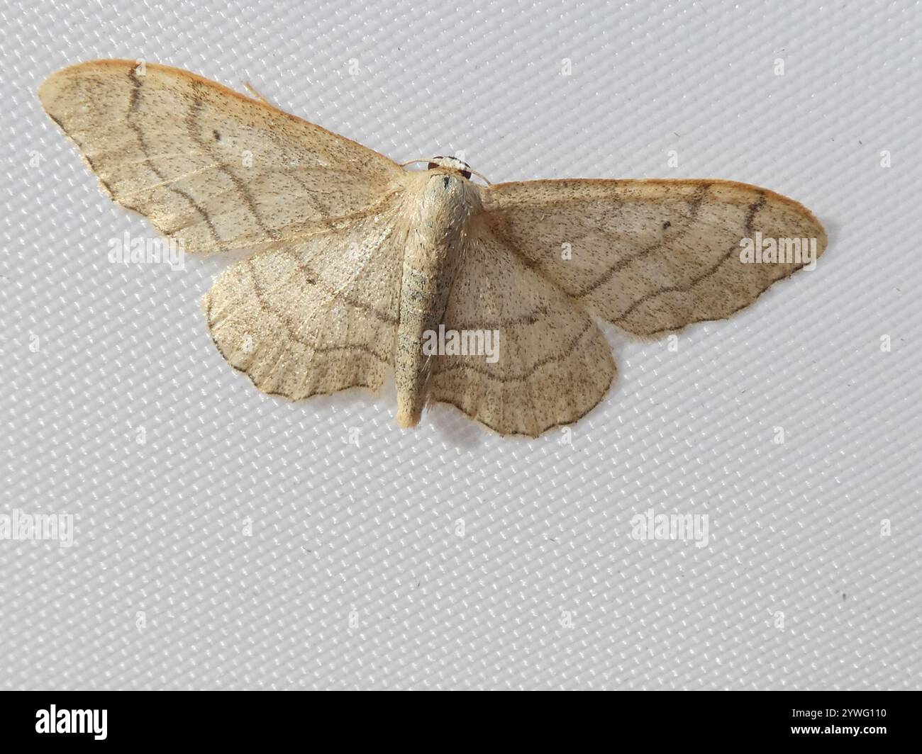 Riband Wave (Idaea aversata Stock Photo - Alamy