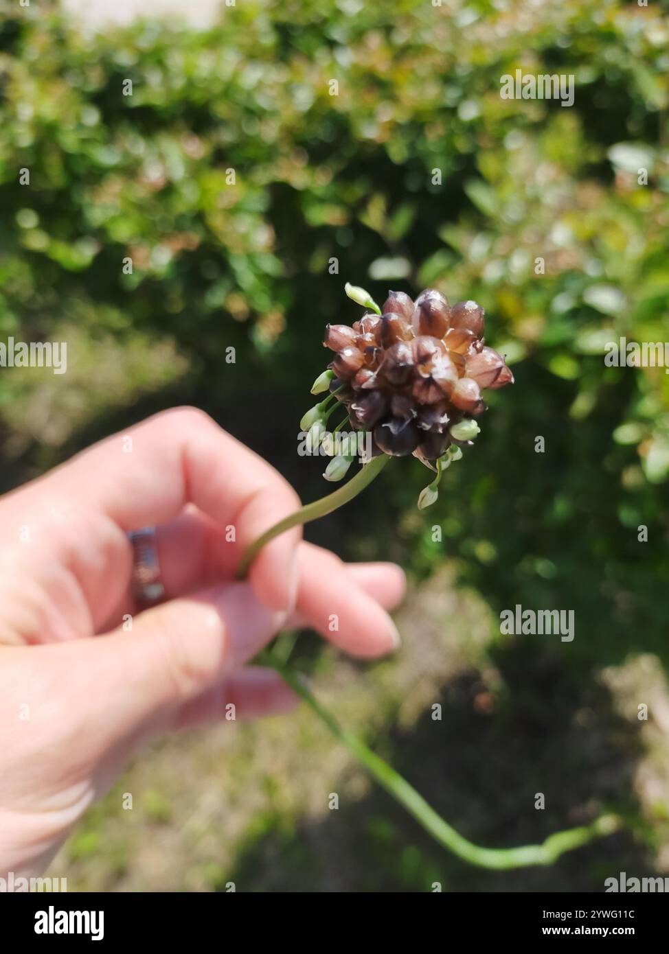 Longstamen Onion (Allium macrostemon Stock Photo - Alamy