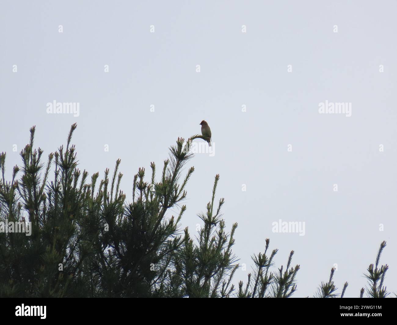 Cedar Waxwing (Bombycilla cedrorum Stock Photo - Alamy
