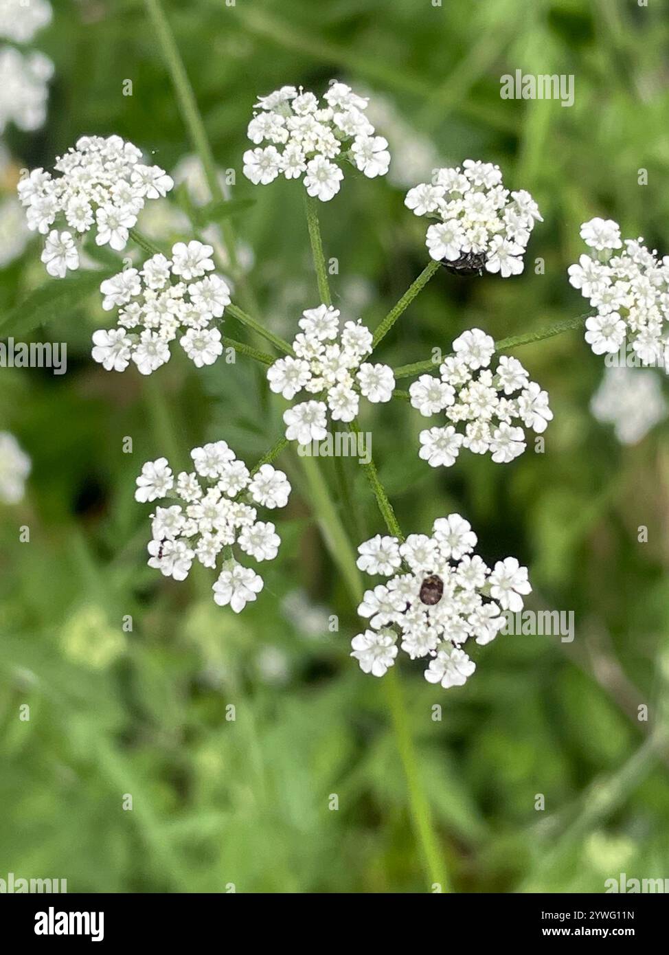 common hedge parsley (Torilis arvensis Stock Photo - Alamy