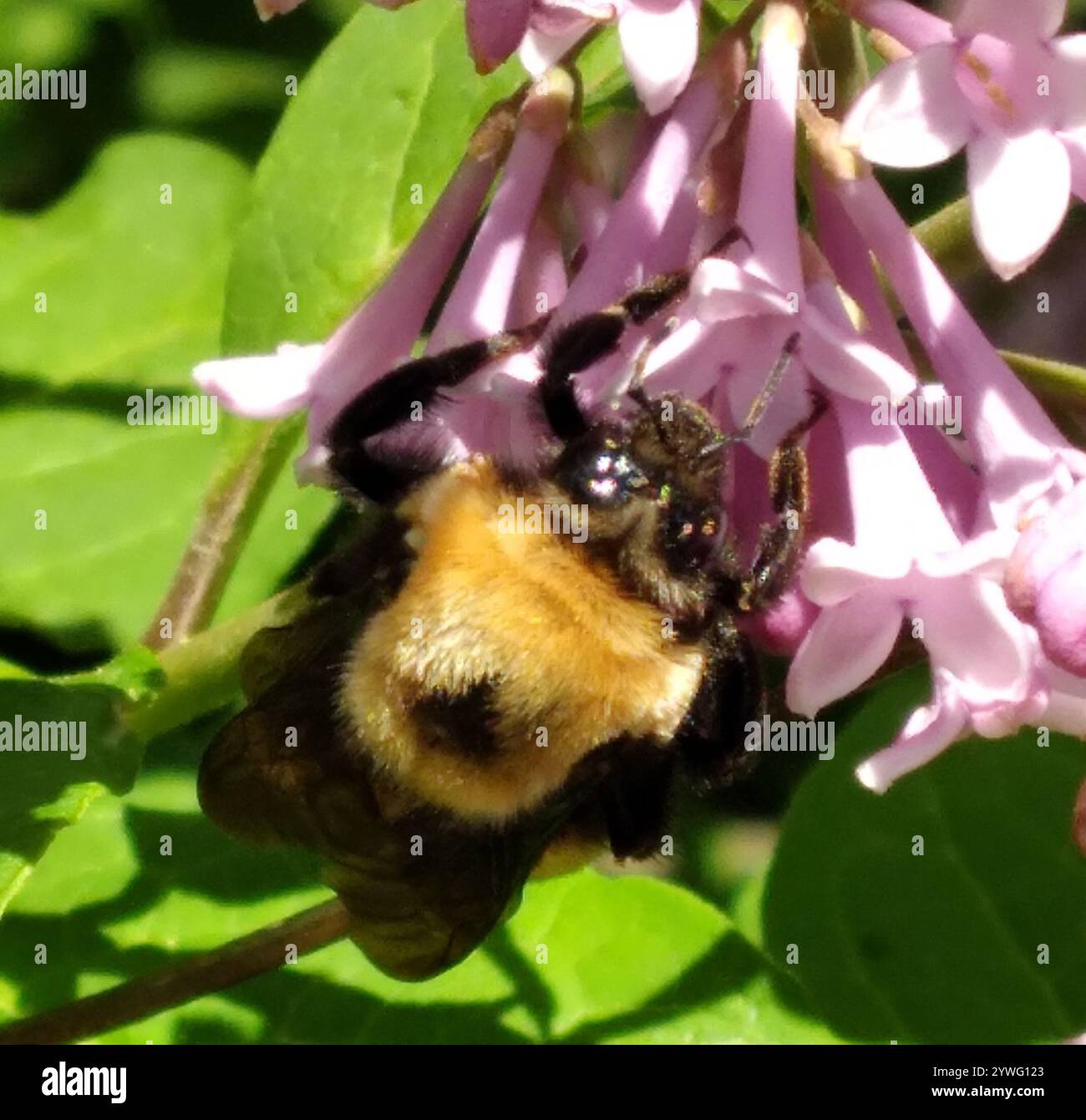 Nevada Bumble Bee (Bombus nevadensis Stock Photo - Alamy
