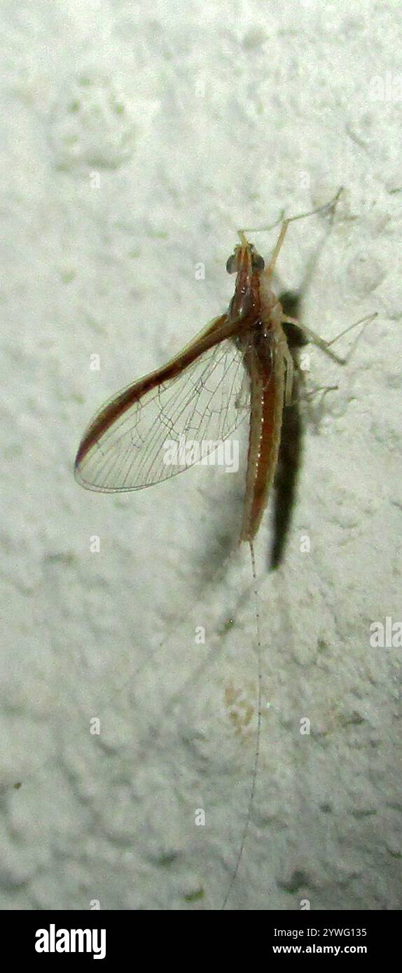 Small Mayflies (Baetidae Stock Photo - Alamy