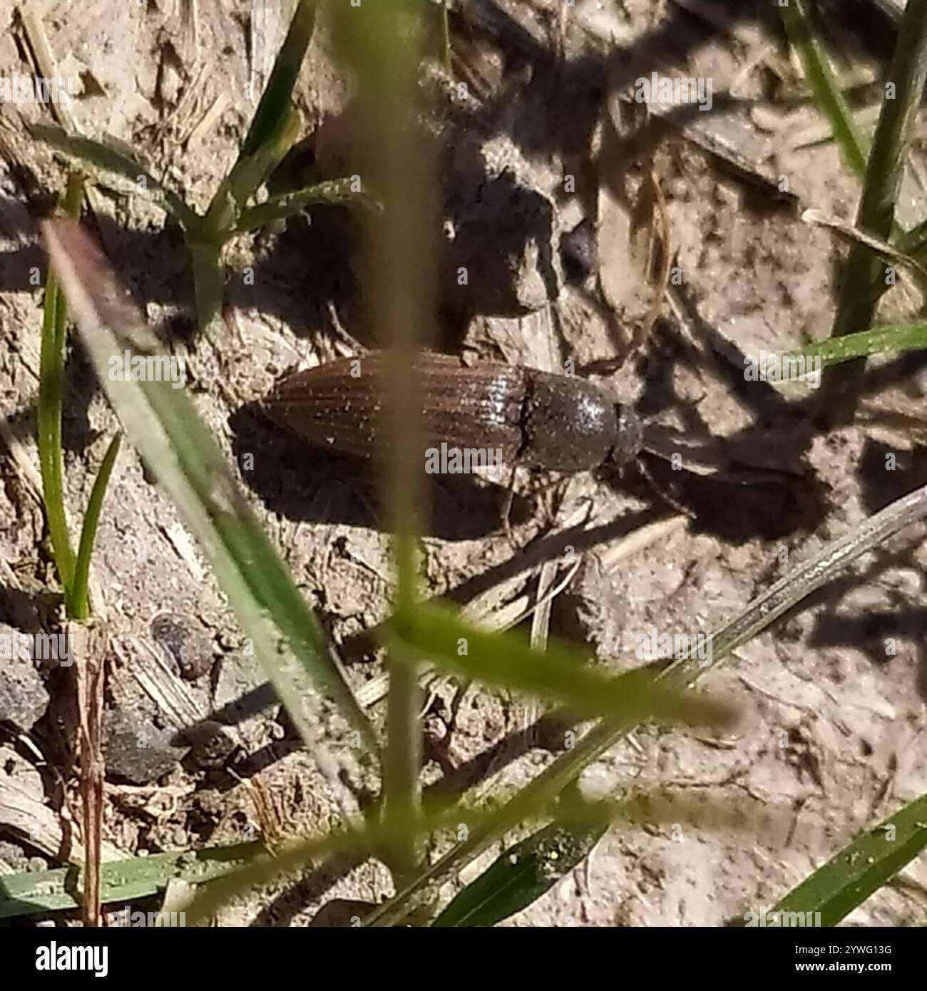 Lined Click Beetle (Agriotes lineatus Stock Photo - Alamy