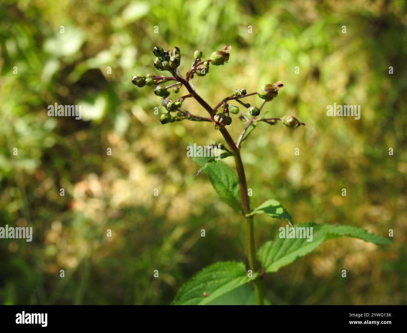 Common Figwort (Scrophularia nodosa Stock Photo - Alamy