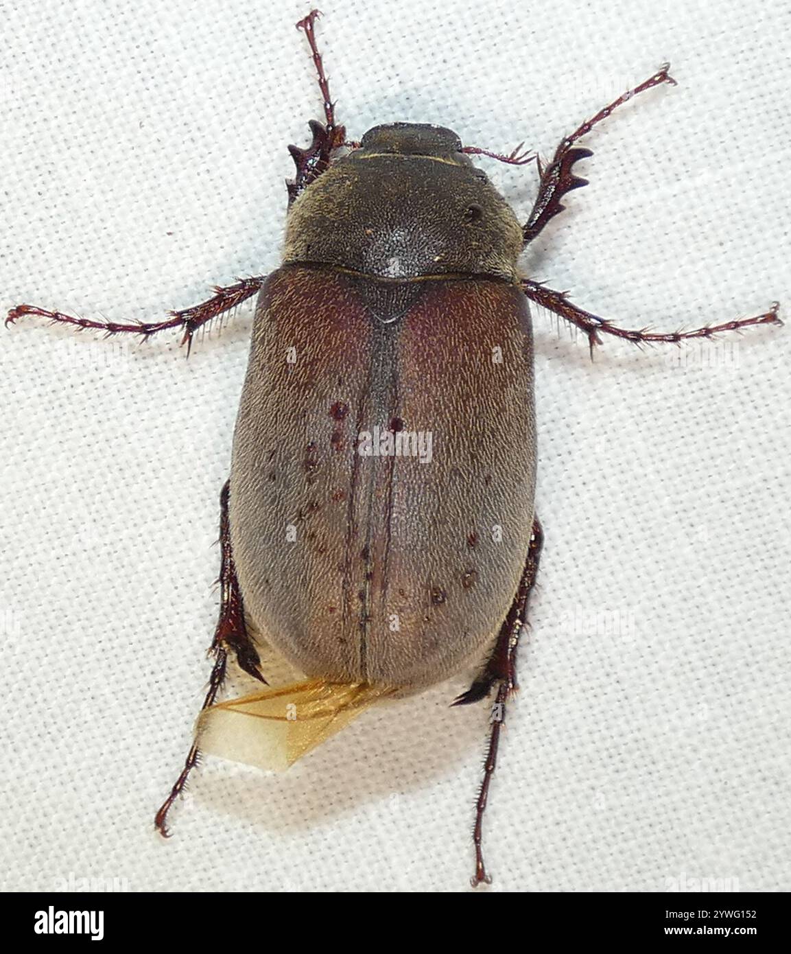 May Beetles (Phyllophaga Stock Photo - Alamy