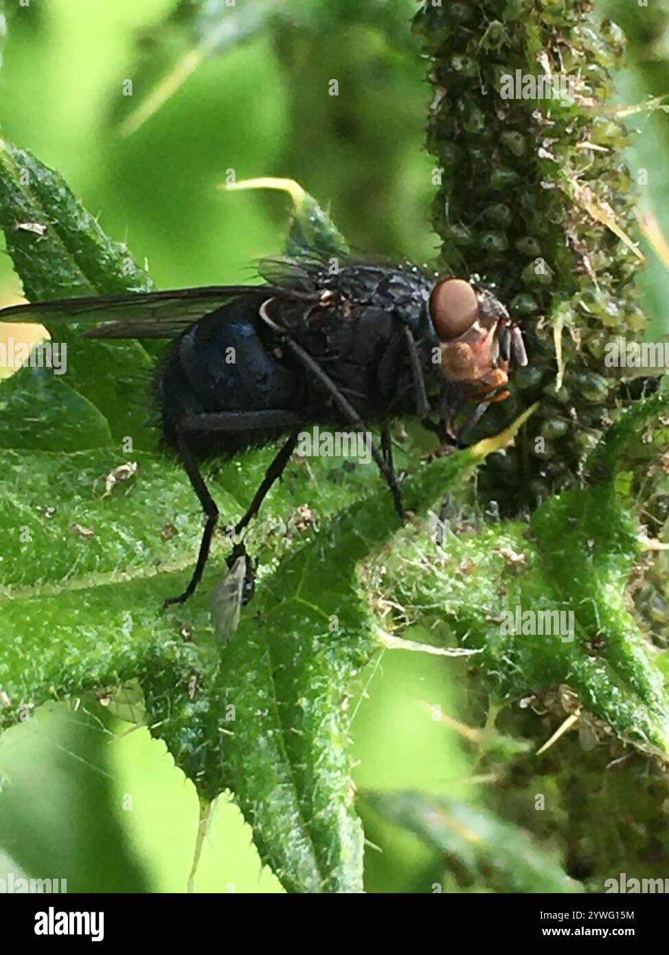 Blue Blowfly (Calliphora vicina Stock Photo - Alamy