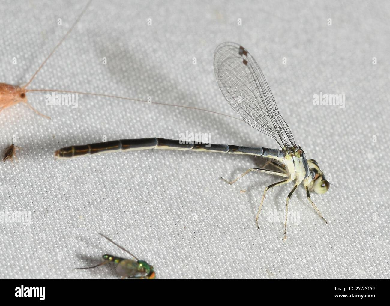 Fragile Forktail (Ischnura posita Stock Photo - Alamy