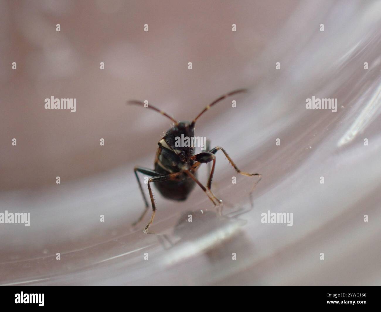 white-spotted groundbug (Raglius alboacuminatus Stock Photo - Alamy