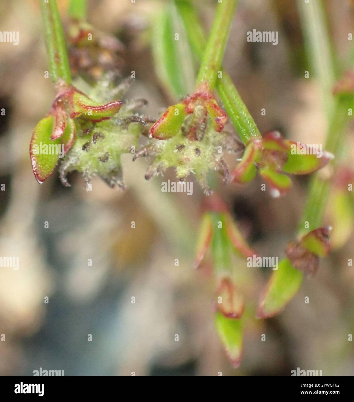 variable stinkweed (Opercularia varia Stock Photo - Alamy