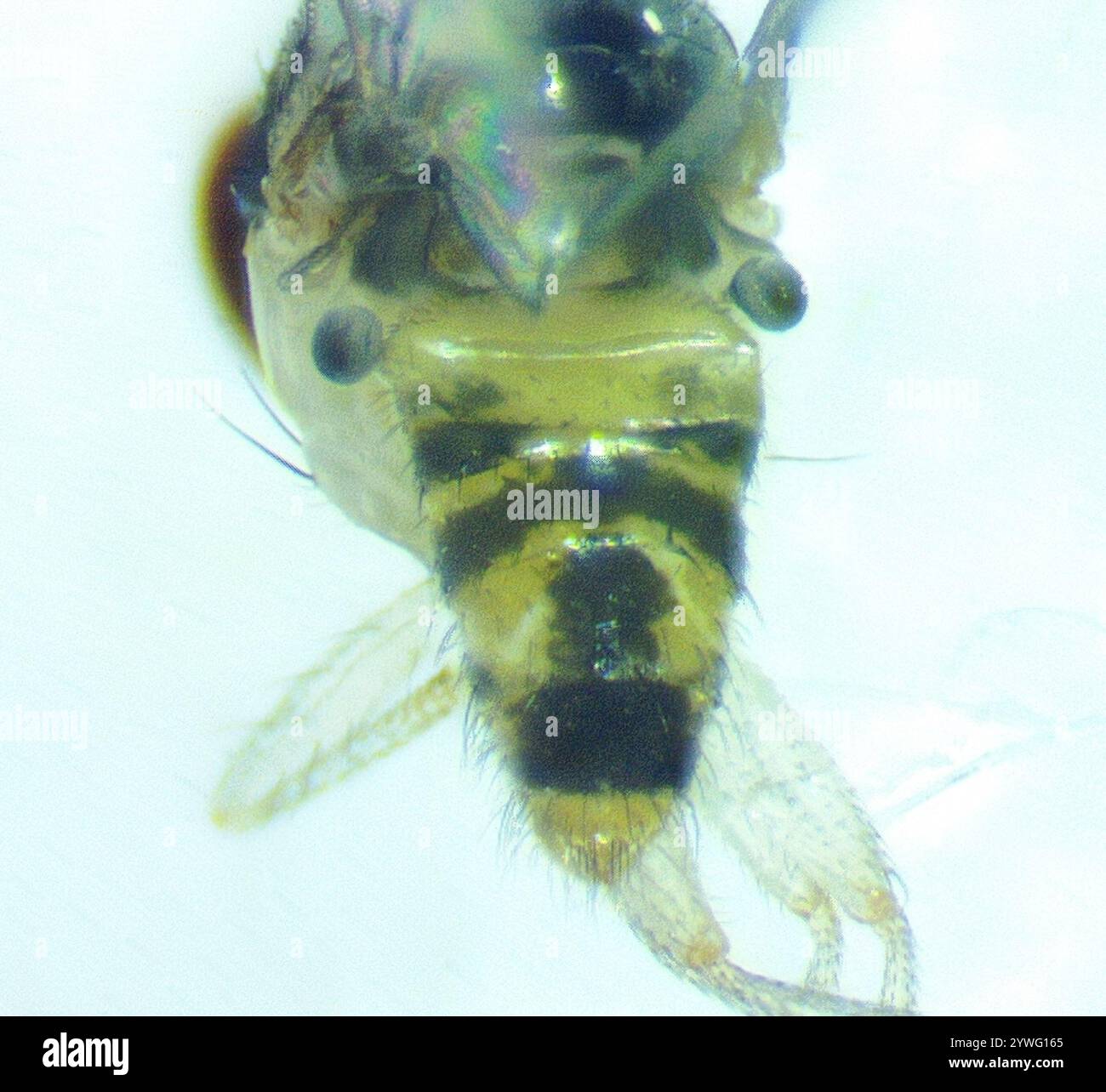 Mycodrosophila hi-res stock photography and images - Alamy